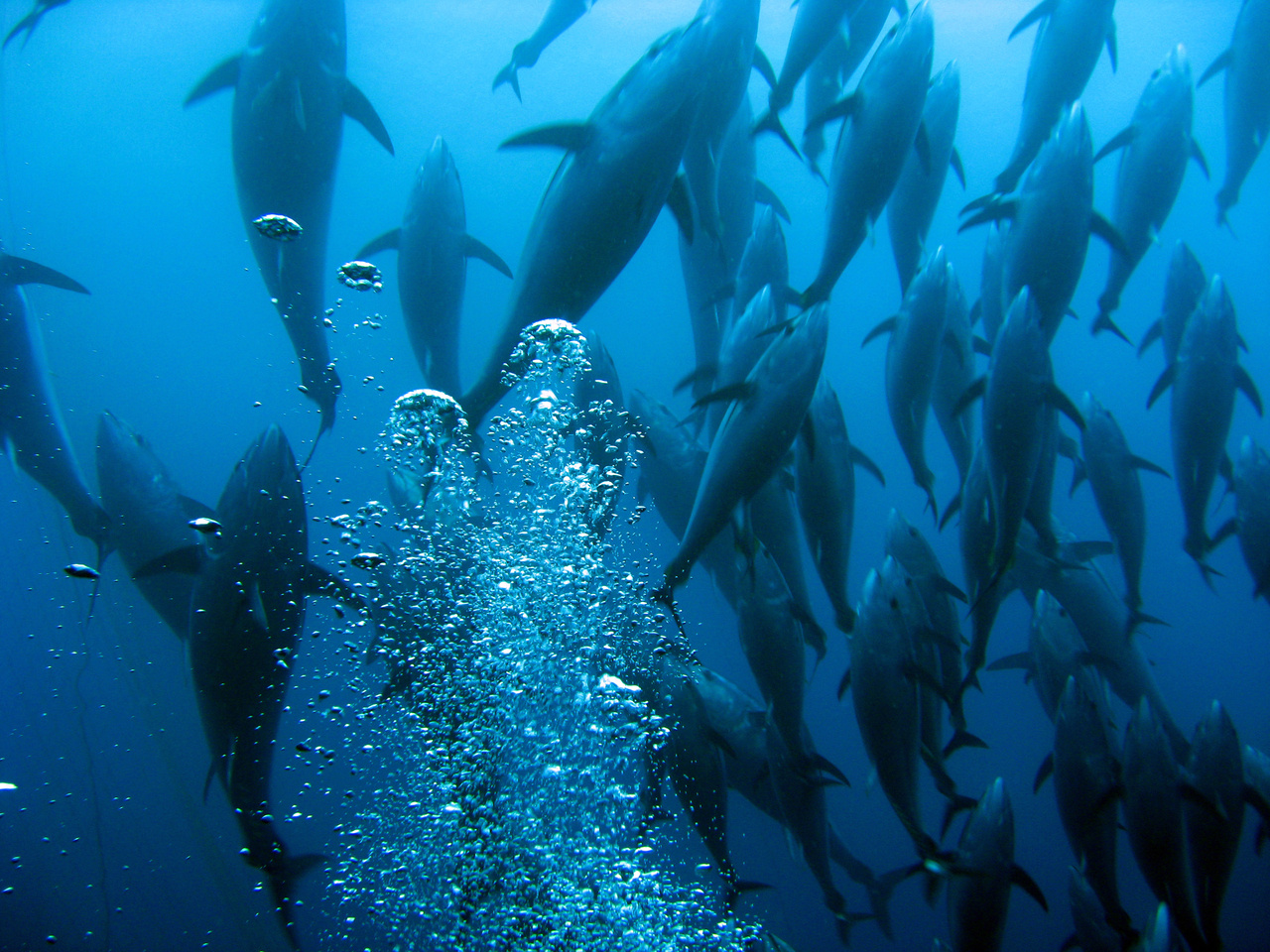 Sustainable Management Means We Can Have Our Tuna and Eat It Too | NOAA ...