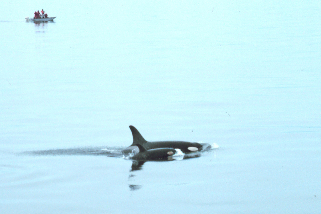 Orca Action Month Inspires Local Action for Southern Residents | NOAA Fisheries
