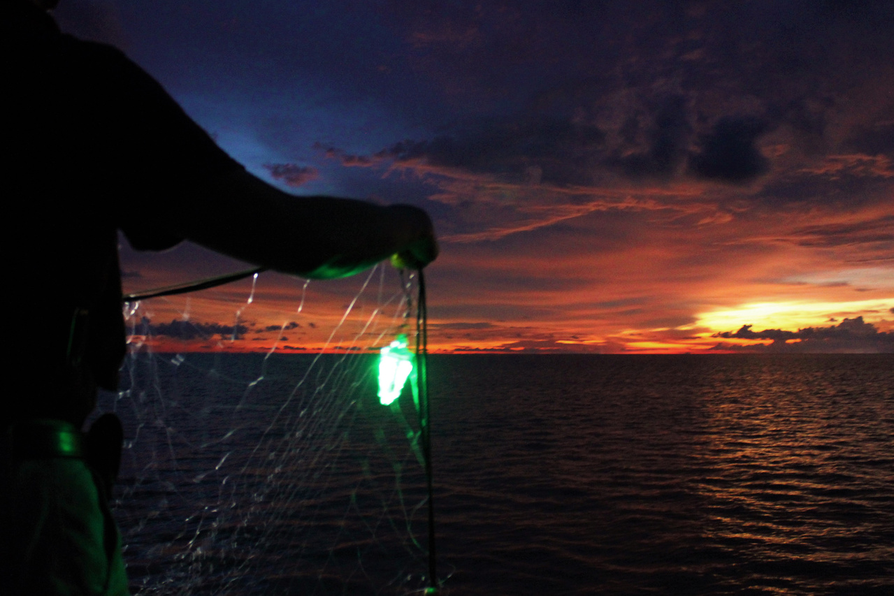 Illuminated Nets Could Provide A Brighter Future For Sea Turtles | NOAA ...
