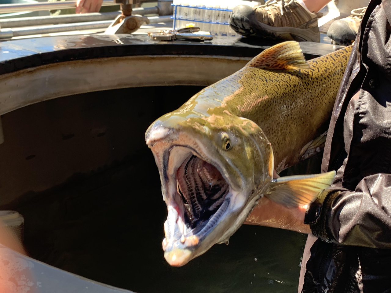 Endangered Winter-run Chinook Salmon Increase with Millions of ...