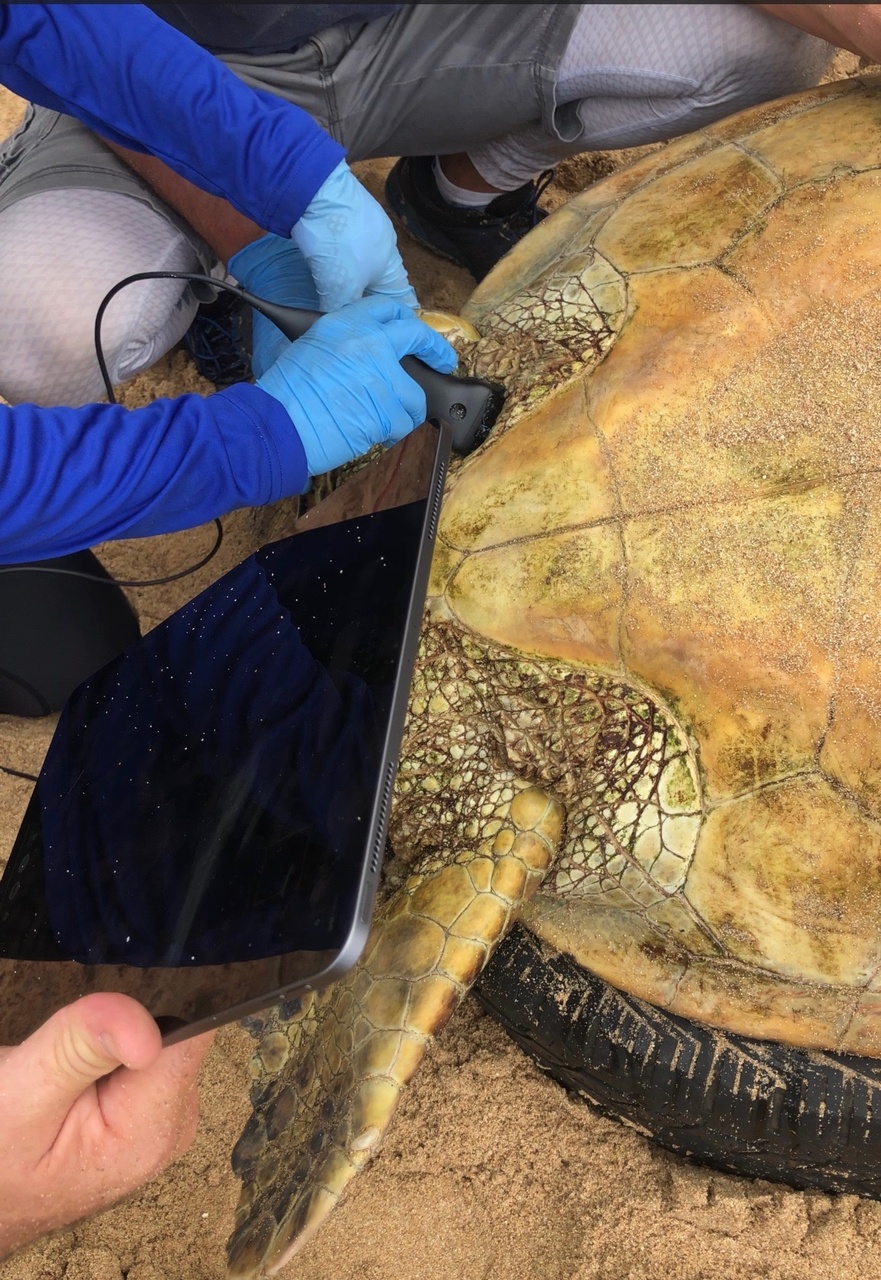 Punahele: A Green Sea Turtle's Journey to "Destination Unknown" | NOAA ...