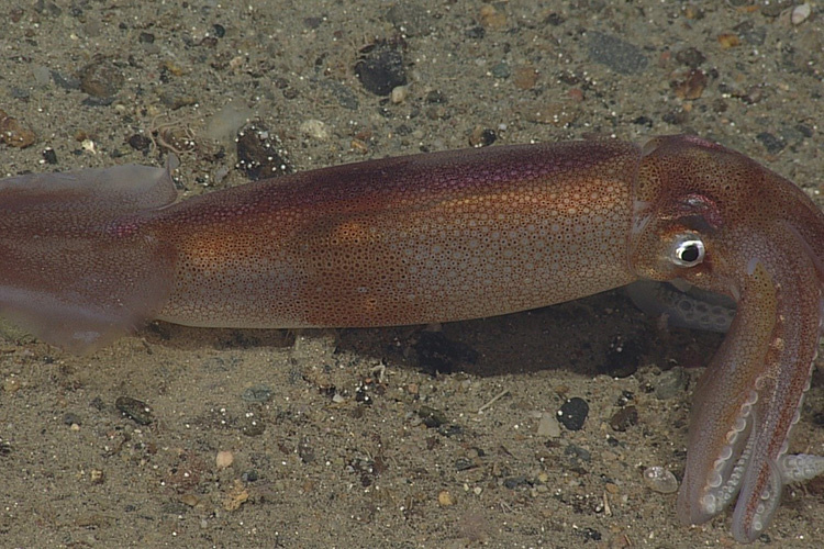 Squid Pro Quo: Exploring Cephalopods in Deepwater Communities | NOAA ...