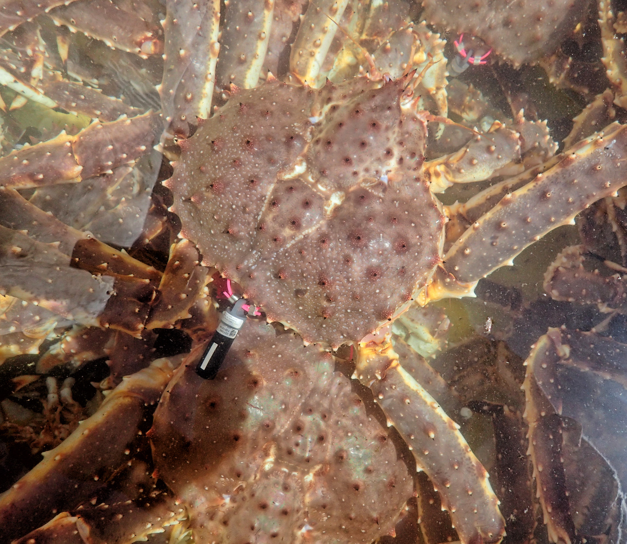 Tracking the Alaskan Red King Crab - Post 6 | NOAA Fisheries