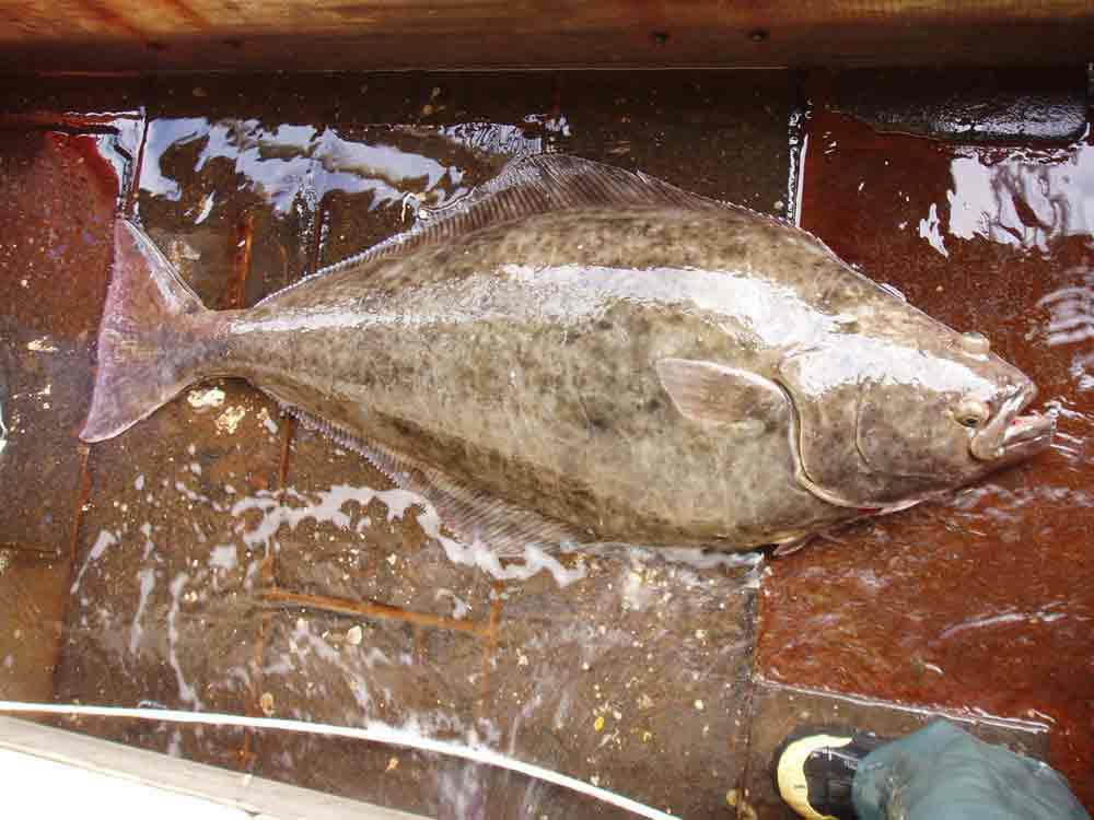 Learning More About a Big Fish: Atlantic Halibut Team Goes “Under the ...