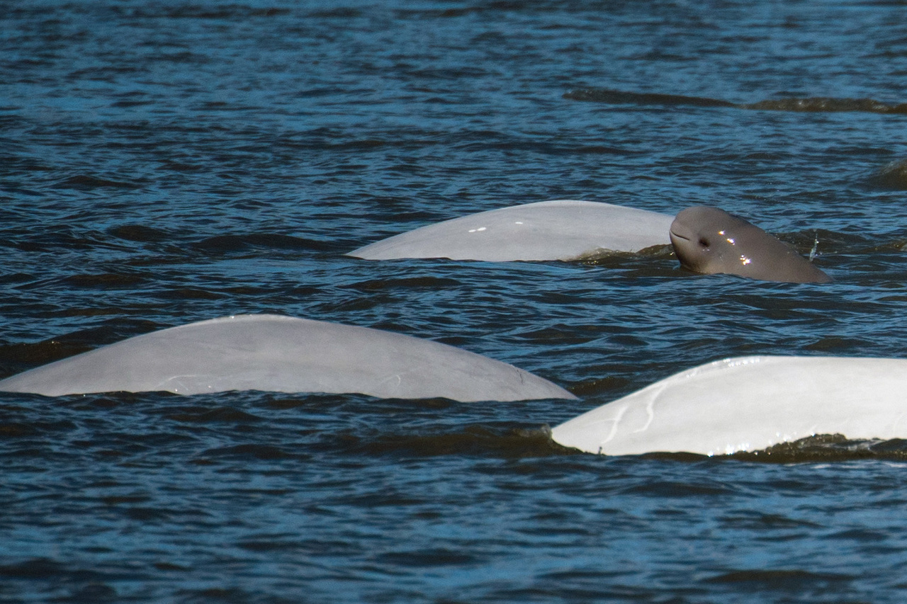 Studying Endangered Cook Inlet Beluga Whales in Alaska | NOAA Fisheries