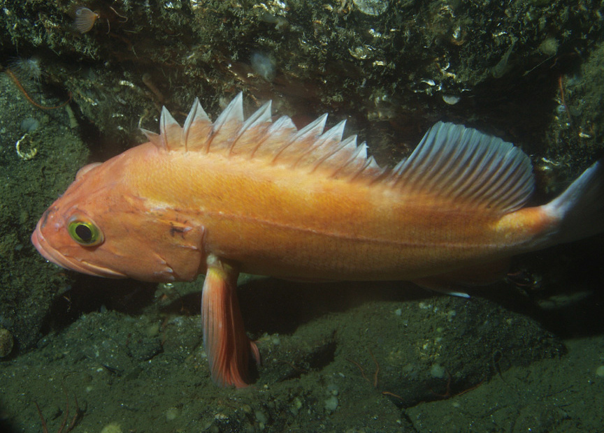Groundfish Population Ecology Research on the West Coast | NOAA Fisheries