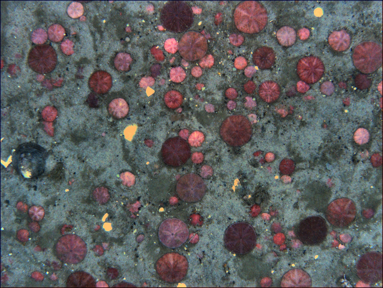 Fun Facts about Intriguing Invertebrates | NOAA Fisheries