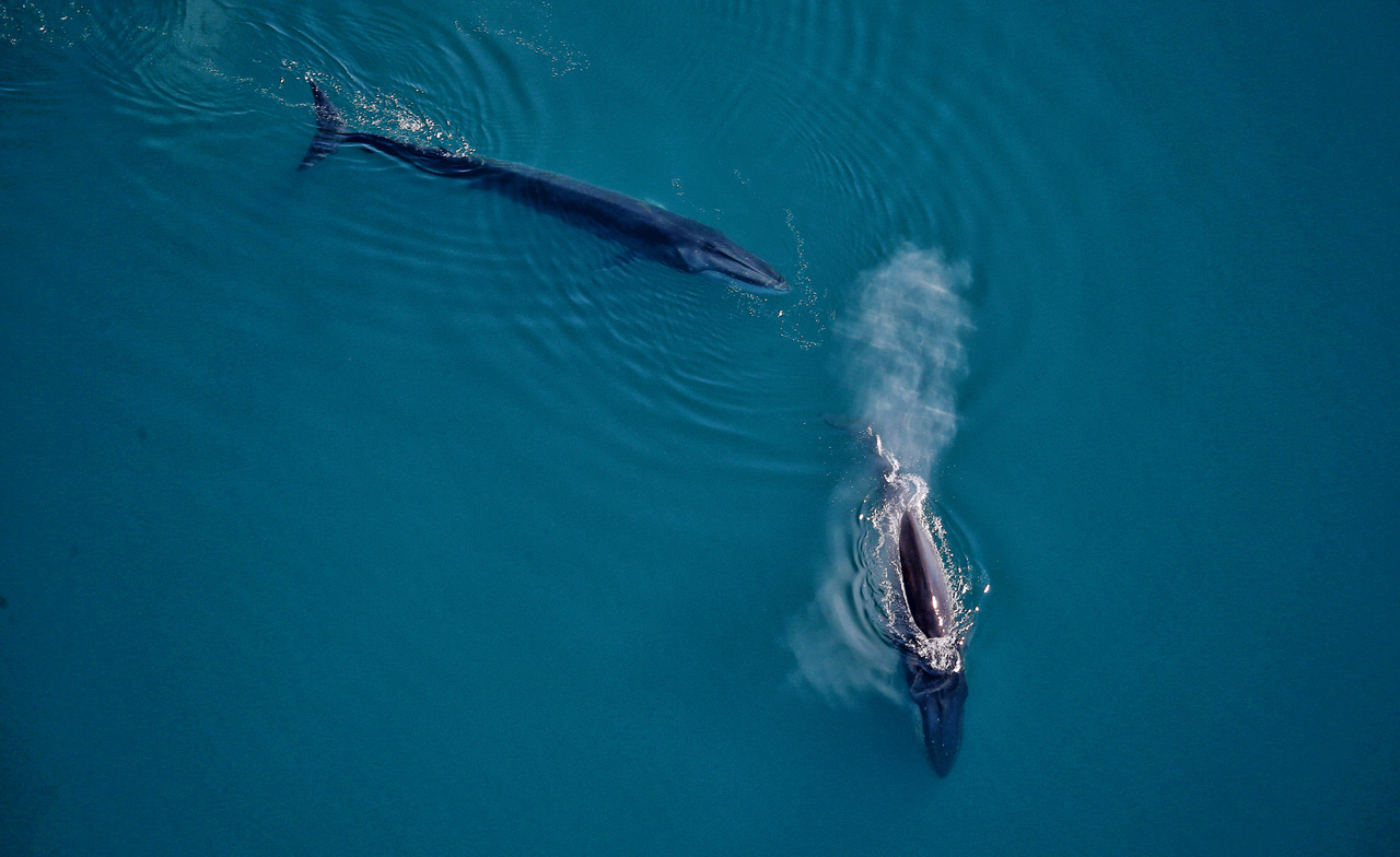 Bowhead Whale | NOAA Fisheries