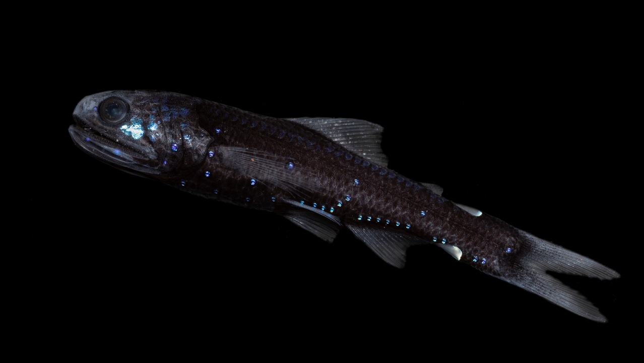 Deep-See Cruise Explores the Ocean Twilight Zone | NOAA Fisheries