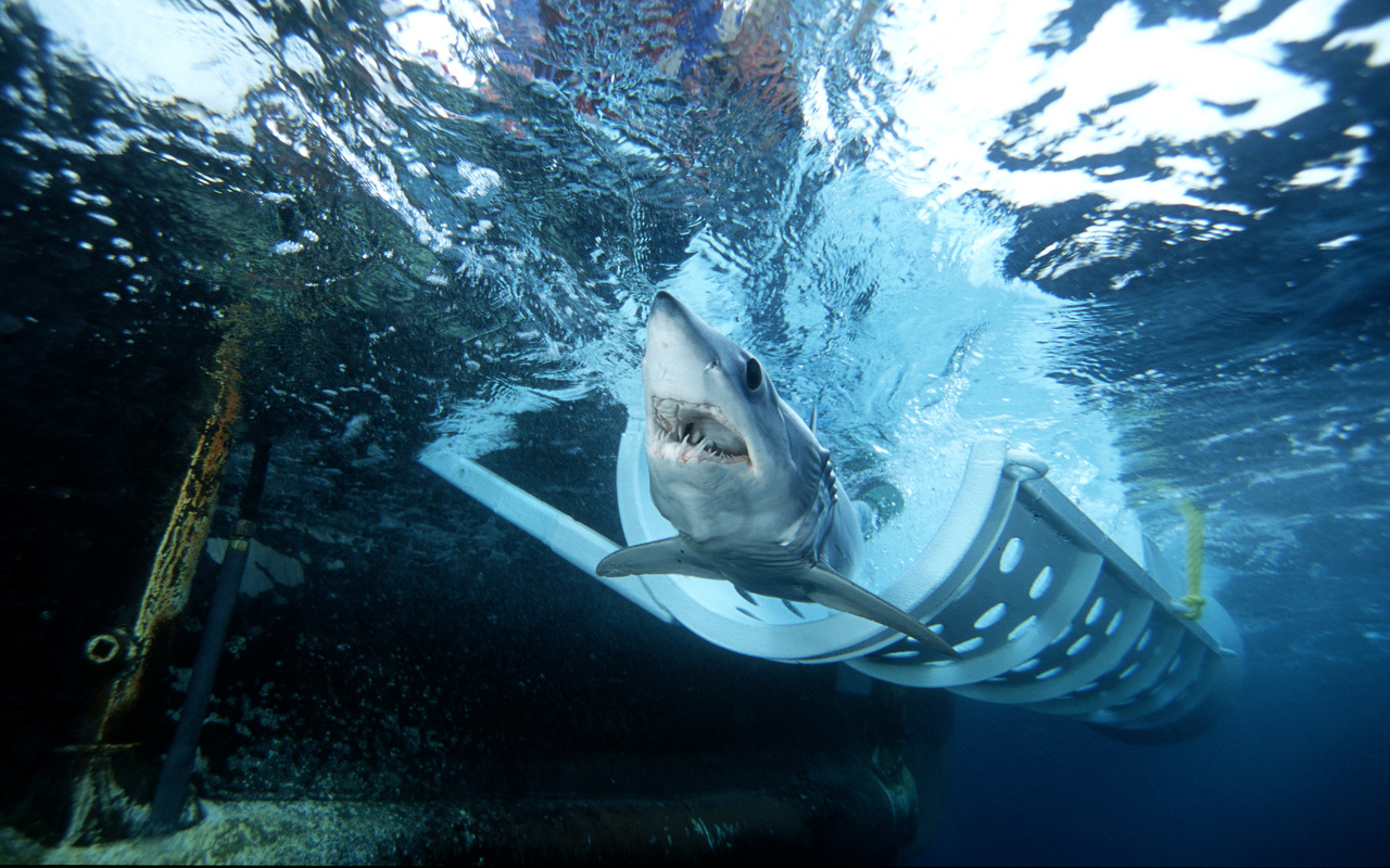 Coastal Pelagic and Highly Migratory Species Life History Research in ...
