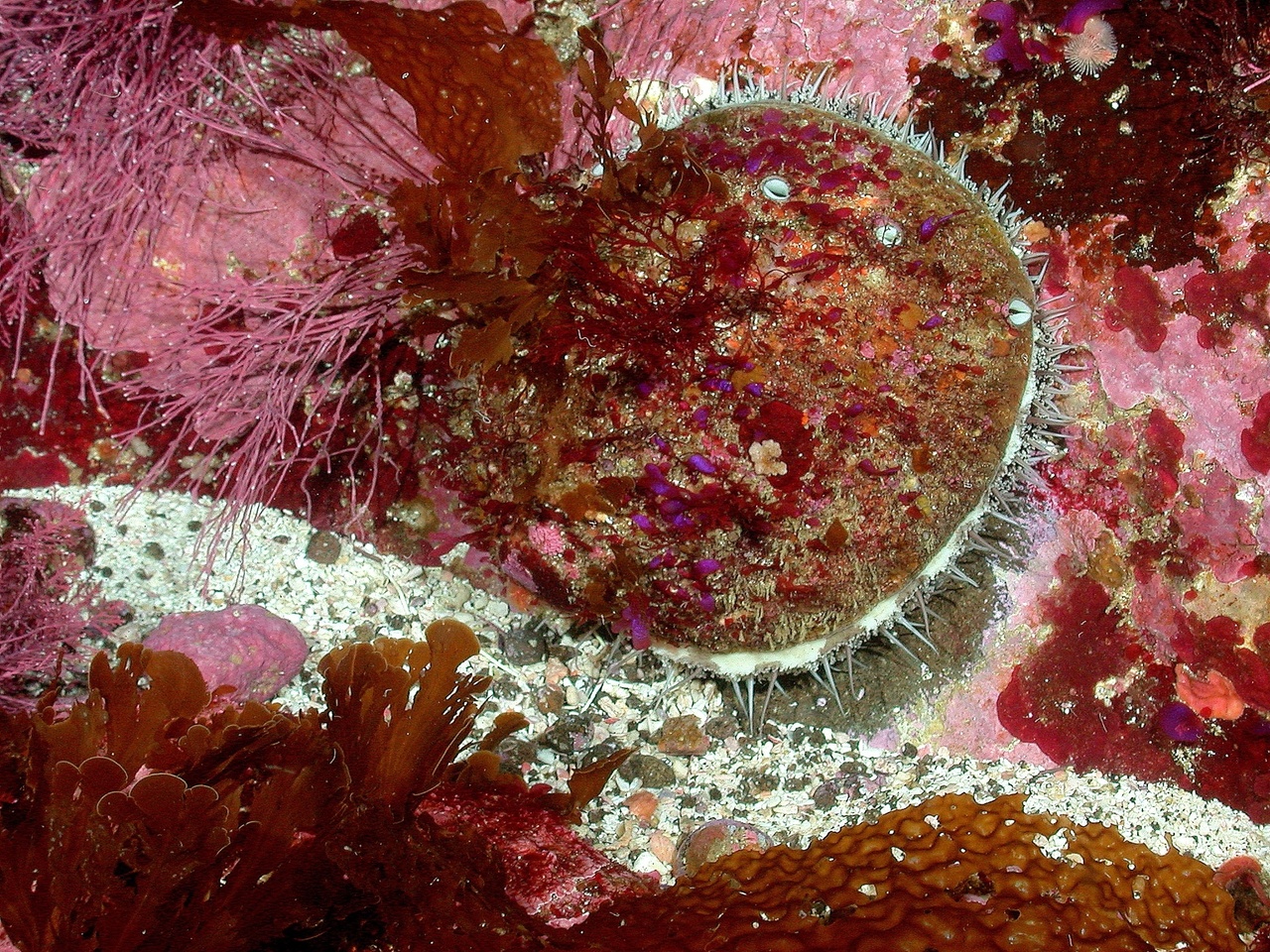 All In The Family: White Abalone’s Cousin Helps Researchers Recover Its ...