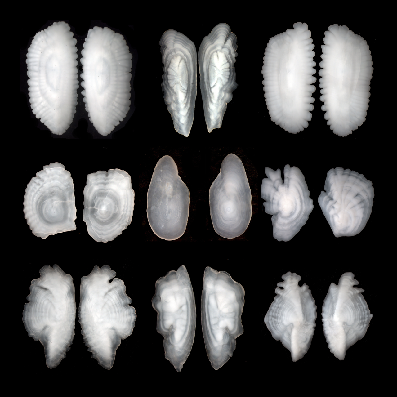Near-Infrared Technology Identifies Fish Species from Otoliths | NOAA ...