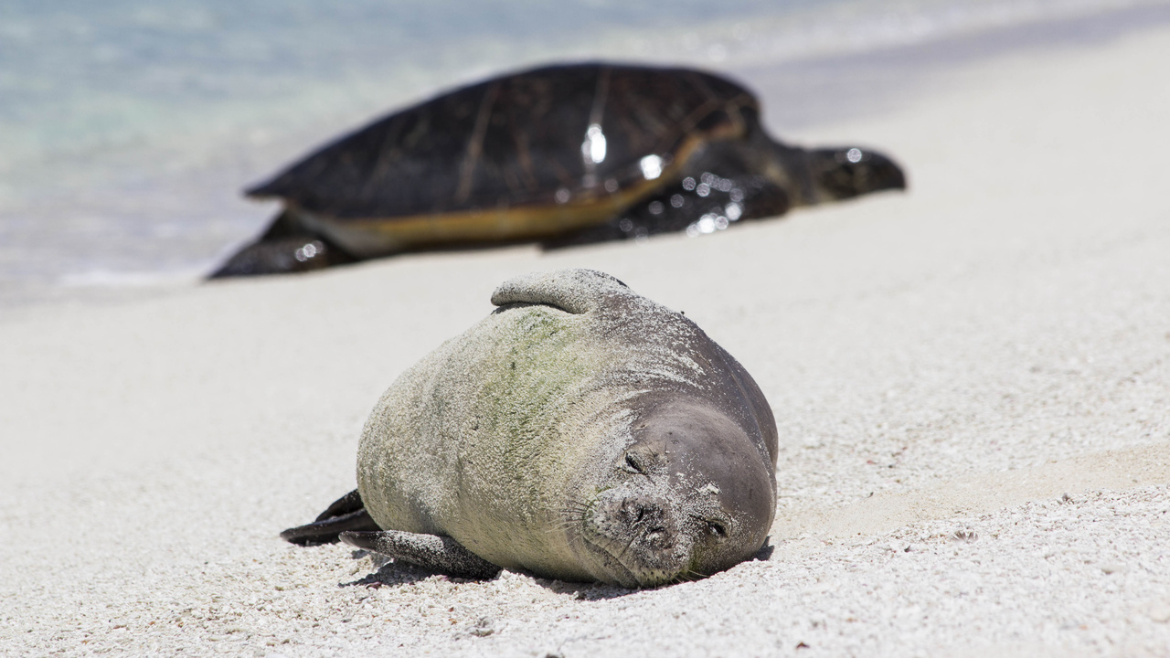 Researching and Rescuing Hawaiian Monk Seals and Green Sea Turtles ...