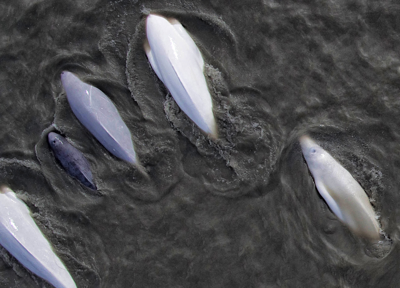 Potential Impacts of Noise on Endangered Beluga Whales in Cook Inlet ...
