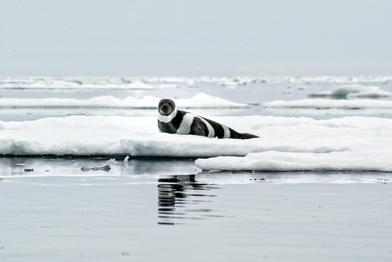 Developing Artificial Intelligence to Find Ice Seals and Polar Bears ...