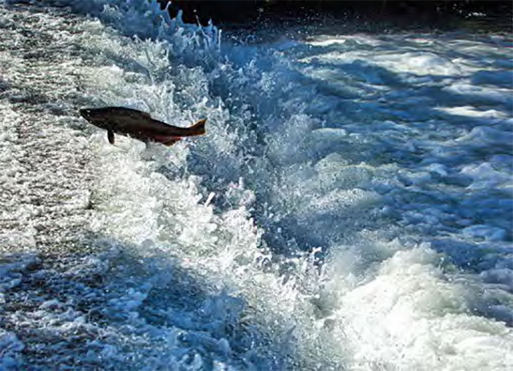 Pacific Coastal Salmon Recovery Fund | NOAA Fisheries
