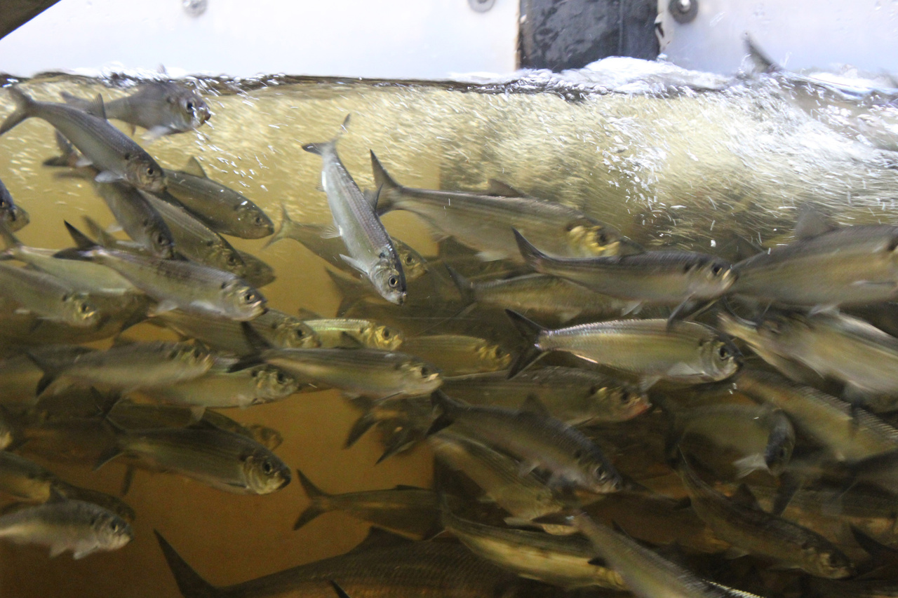 Dam Impact Analysis Model Helps Researchers Assess Atlantic Salmon ...