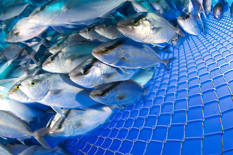 Tori Spence-McConnell Brings Global Aquaculture Experience to Pacific ...